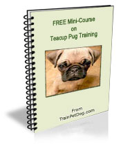 Teacup Pug: Training Tips For Teacup Pug Dog Breeds