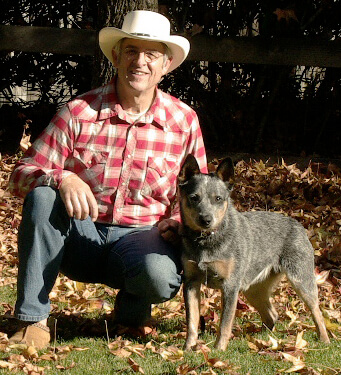 Australian Cattle Dog Training: Learn All About Training Australian ...