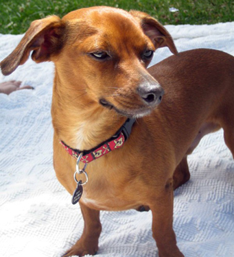 Chiweenie Training: Learn All About Training Chiweenies & Taking Care ...