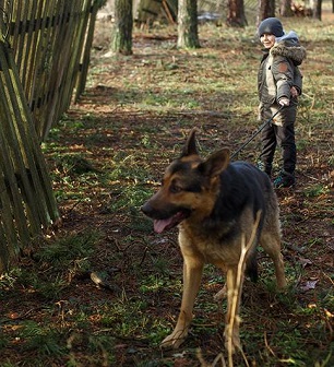 German Shepherd Training: Learn All About Training German Shepherds ...