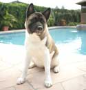 Akita Training: Learn All About Training Akitas & Taking Care of Them