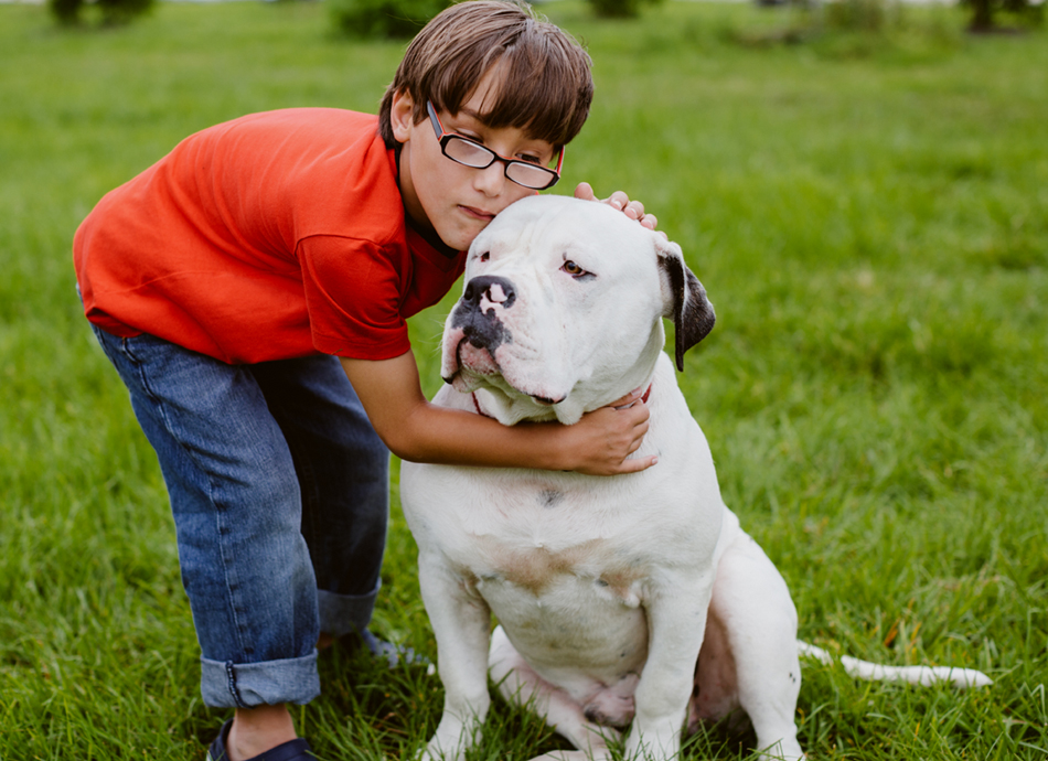 American BullDog Training: Learn All About Training American BullDogs ...