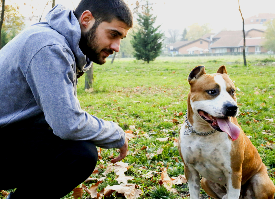 American Staffordshire Terrier Training: Learn All About Training ...