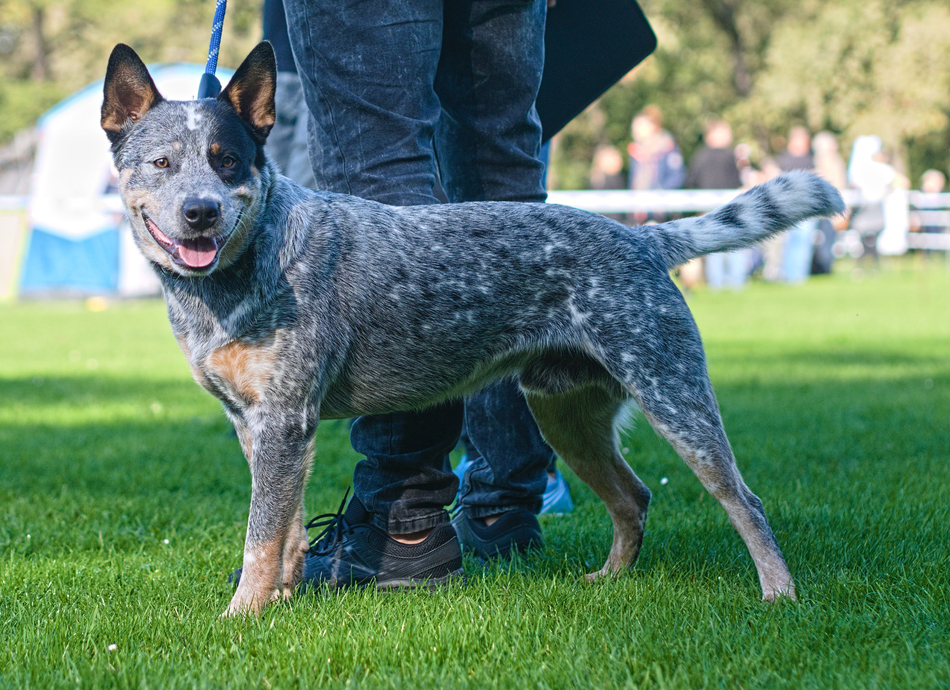 Australian Cattle Dog Training: Learn All About Training Australian ...