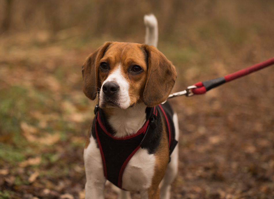 Beagle Training: Learn All About Training Beagles & Taking Care of Them
