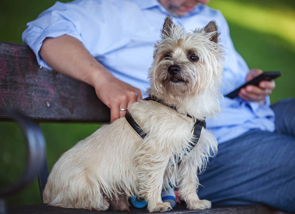 Cairn Terrier Training: Learn All About Training Cairn Terriers ...