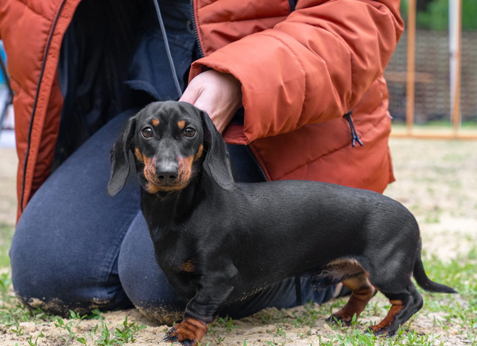Dachshund Training: Learn All About Training Dachshunds & Taking Care ...
