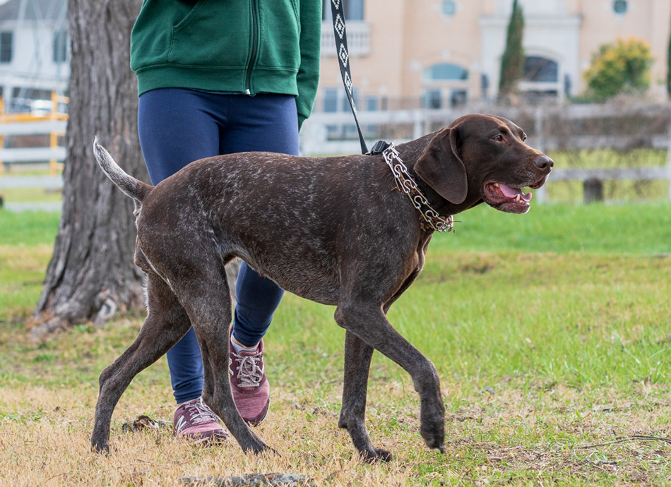 German Shorthaired Pointer Training: Learn All About Training German ...