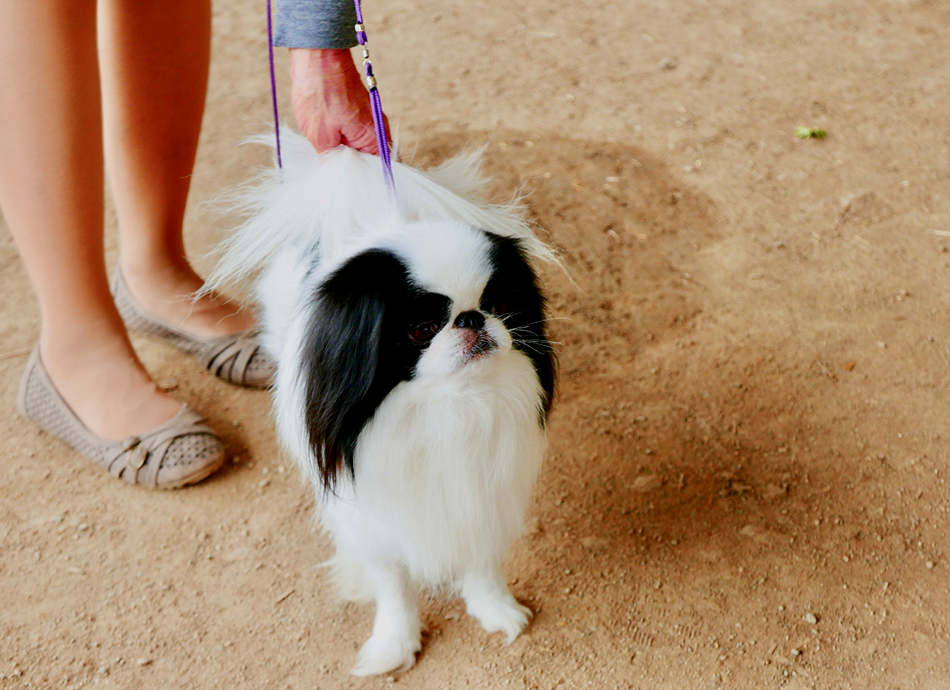 Japanese Chin Training: Learn All About Training Japanese Chins ...