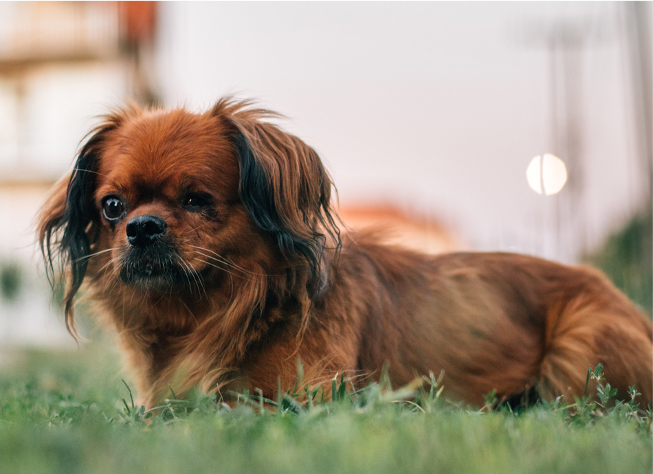Pekingese Training: Learn All About Training Pekingeses & Taking Care ...