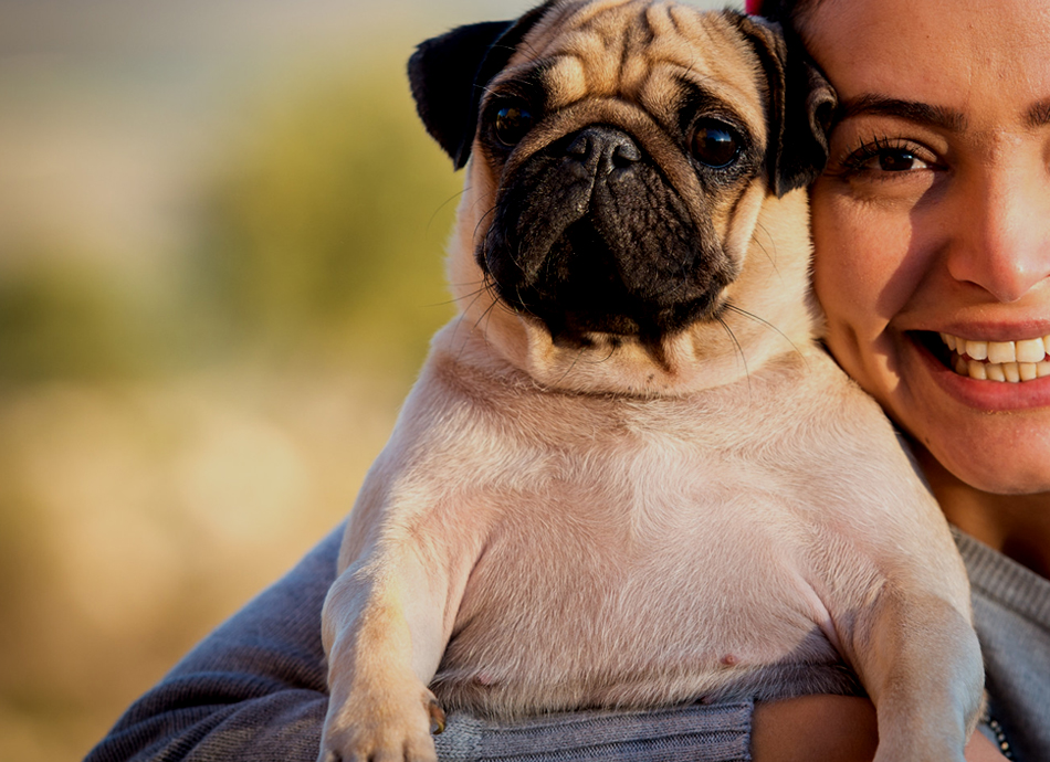 Pug Training: Learn All About Training Pugs & Taking Care of Them