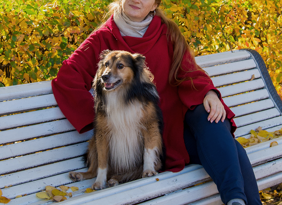 Shetland Sheepdog Training: Learn All About Training Shetland Sheepdogs ...