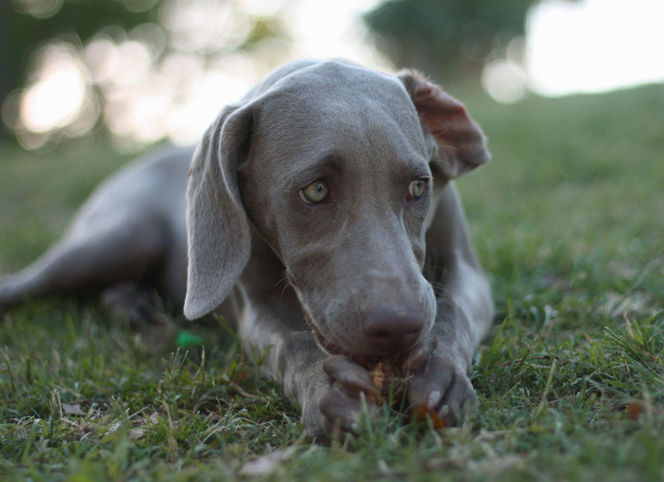 Weimaraner Training: Learn All About Training Weimaraners & Taking Care ...