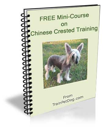 Chinese Crested: Training Tips For Chinese Crested Dog Breeds