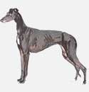 Grey Hound Training: Learn All About Training Grey Hounds & Taking Care ...