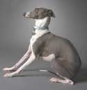 Grey Hound Training: Learn All About Training Grey Hounds & Taking Care ...