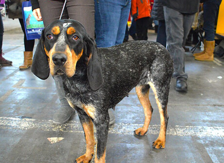 Bluetick Coonhound: Training Tips For Bluetick Coonhound Dog Breeds