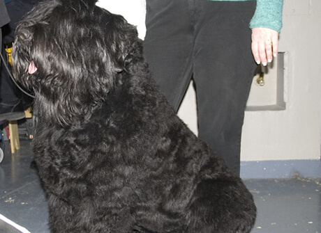 Bouvier Des Flandres: Training Tips For Bouvier Des Flandres Dog Breeds