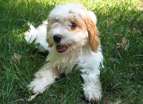 Cavapoo: Training Tips For Cavapoo Dog Breeds