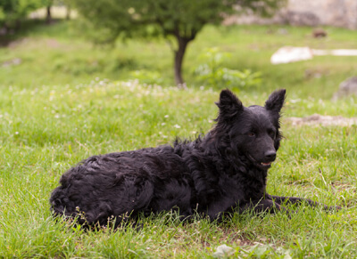 Croatian Sheepdog: Training Tips For Croatian Sheepdog Dog Breeds