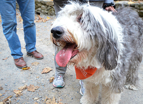 Dog with lovers