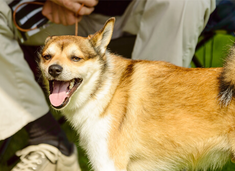Dog with lovers