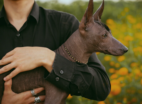 Peruvian Inca Orchid: Training Tips For Peruvian Inca Orchid Dog Breeds