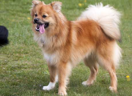 How to Potty Train Your Pomchi