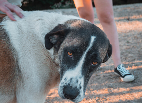 Rafeiro Do Alentejo: Training Tips For Rafeiro Do Alentejo Dog Breeds