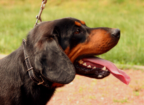 Dog with lovers