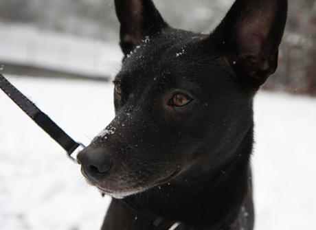 Taiwan Dog: Training Tips For Taiwan Dog Dog Breeds