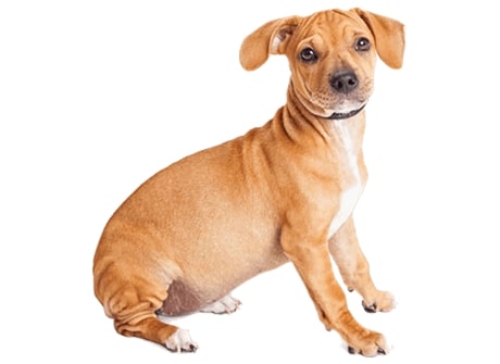 Free Havanese Mini Course