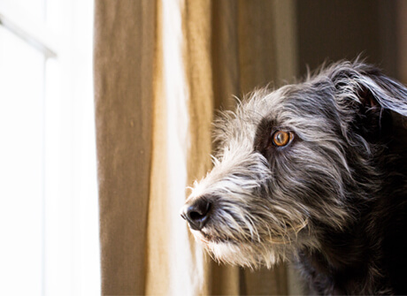 Suspiciousness in Dogs